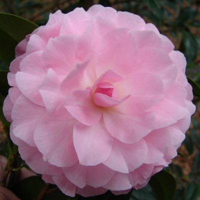 Buttons 'n Bows | American Camellia Society